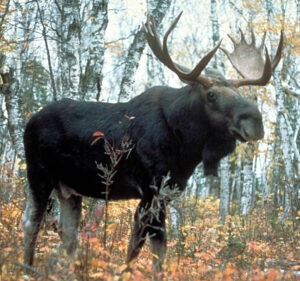 Colorado Hunter Severely Injured After Being Gored By A Moose