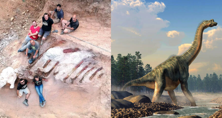 Dinosaur Skeleton In Portugal Backyard Could Be Europe's Largest