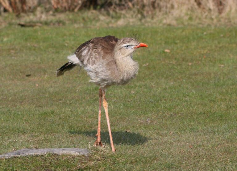Meet The Terror Bird, The Prehistoric Predator Of Your Nightmares