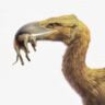 Meet The Terror Bird, The Prehistoric Predator Of Your Nightmares