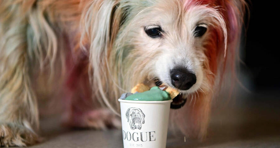Fine Dining Restaurant For Dogs Opens In San Francisco