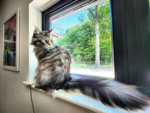 Meet Fenrir, The World's Tallest Domestic Cat