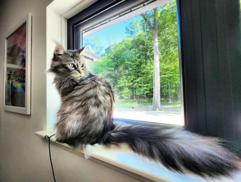 Meet Fenrir, The World's Tallest Domestic Cat