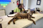 Meet Fenrir, The World's Tallest Domestic Cat