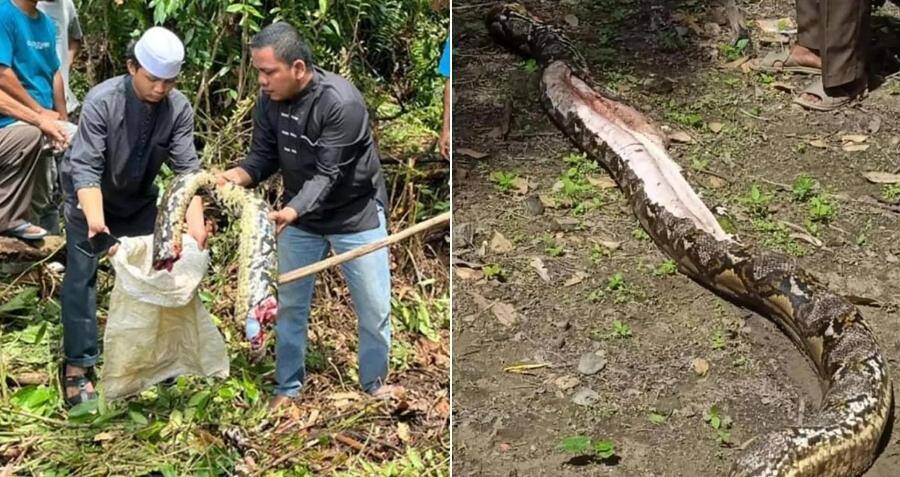 Missing Grandmas Body Found Inside Massive 22 Foot Python