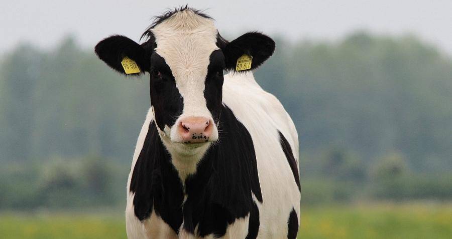 New Zealand Pushes 'Cow Fart Tax' To Fight Climate Change
