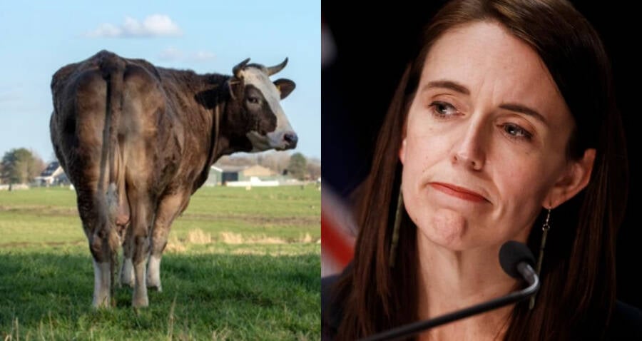 New Zealand Pushes 'Cow Fart Tax' To Fight Climate Change