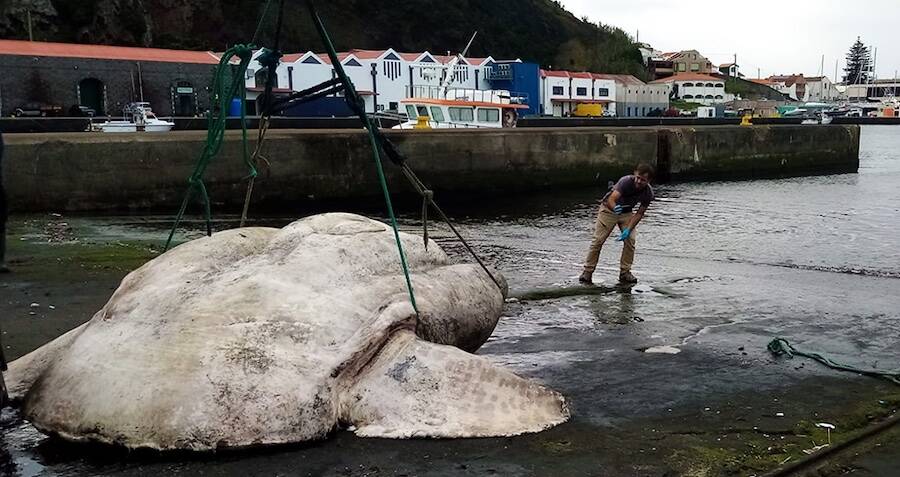Biggest Fish Ever Caught: Giant Sunfish Reeled In Near Portugal