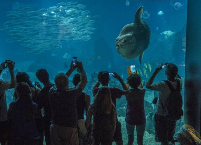 Biggest Fish Ever Caught: Giant Sunfish Reeled In Near Portugal