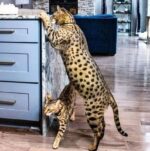 Meet Fenrir, The World's Tallest Domestic Cat