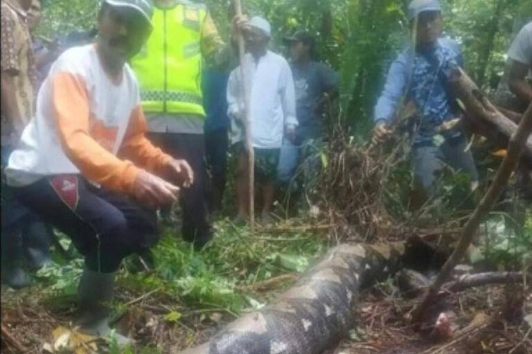 Missing Grandma's Body Found Inside Massive 22-Foot Python