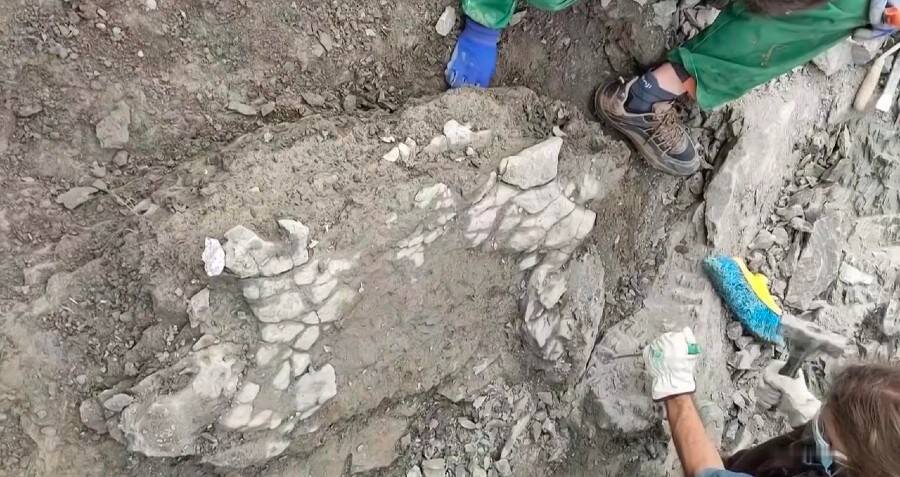 Prehistoric Turtle Fossil The Size Of A Car Unearthed In Spain