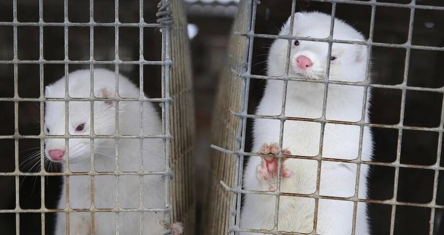 Activists Set Thousands Of Minks Loose From An Ohio Farm