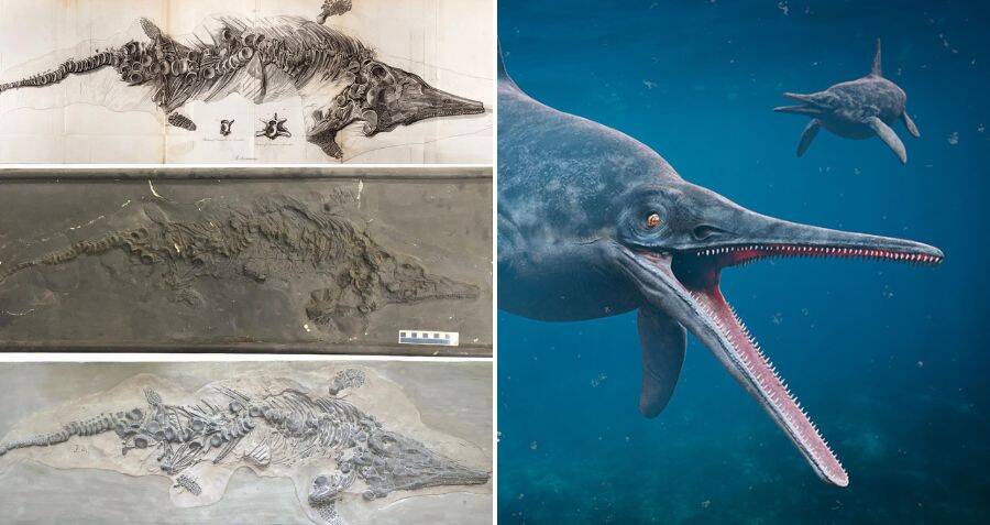 Scientists Discover Long-Lost Casts Of First Ichthyosaur Fossil
