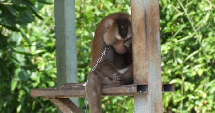 HelloFresh Accused Of Using Coconut Milk From Monkey Labor