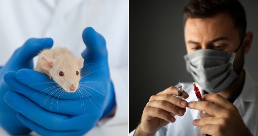 Fentanyl Vaccine Shows Promise Ahead Of Human Trials