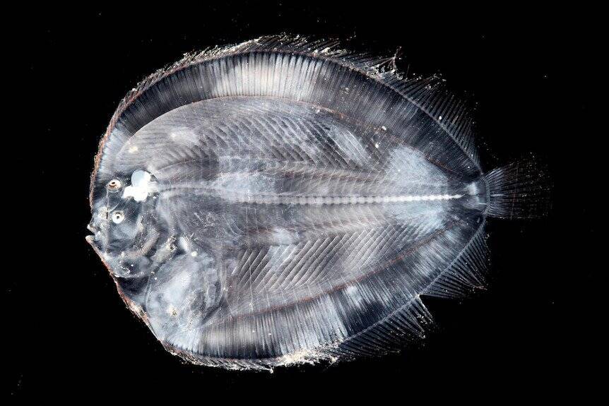 Australian Expedition Discovers Wealth Of Deep-Sea Creatures