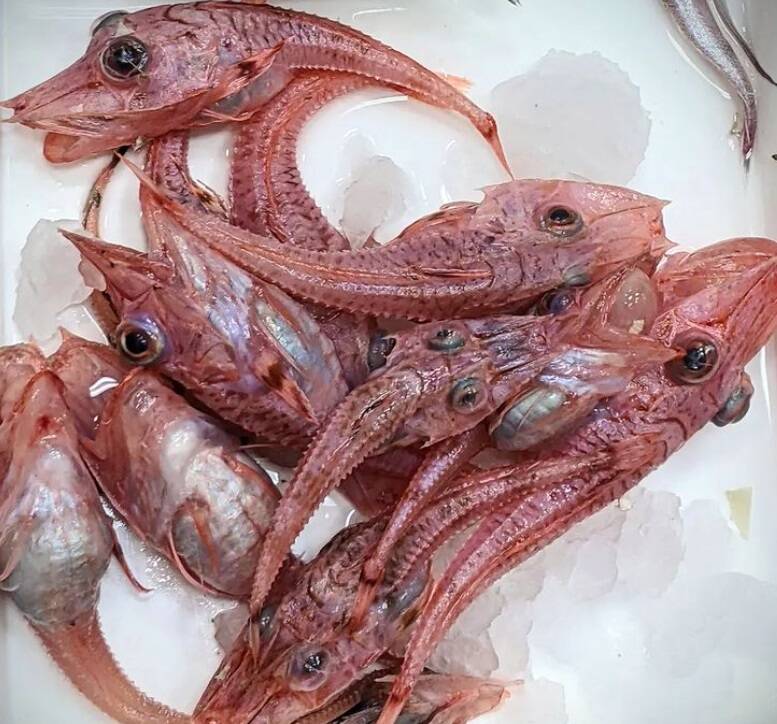 Australian Expedition Discovers Wealth Of Deep-Sea Creatures