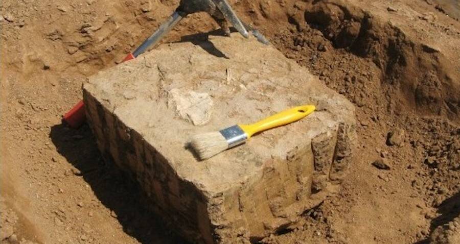 Researchers Unearth 'Dwarf Dinosaur' Species In Transylvania