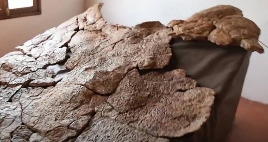 Prehistoric Turtle Fossil The Size Of A Car Unearthed In Spain