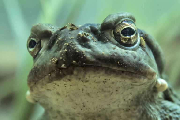National Park Service Asks Visitors To Please Stop Licking Toads