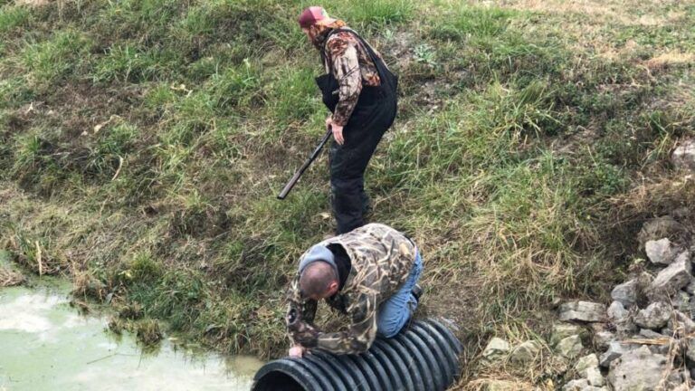 Activists Set Thousands Of Minks Loose From An Ohio Farm