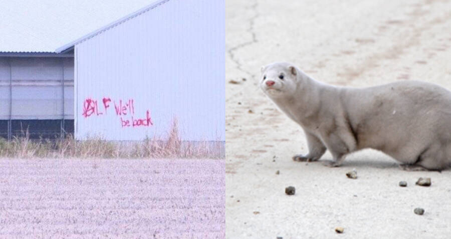 Activists Set Thousands Of Minks Loose From An Ohio Farm
