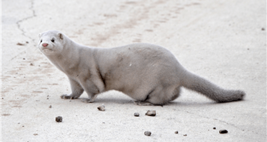 Activists Set Thousands Of Minks Loose From An Ohio Farm