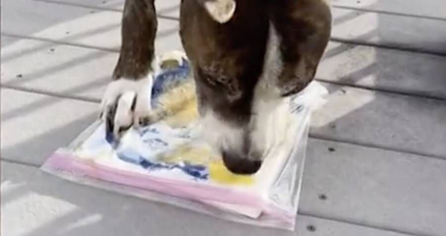 Meet 'Van Gogh,' The One-Eared Dog Who Paints With His Tongue