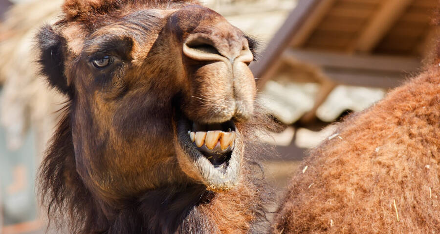 9 Disturbing Stories Of Pets That Killed Their Owners