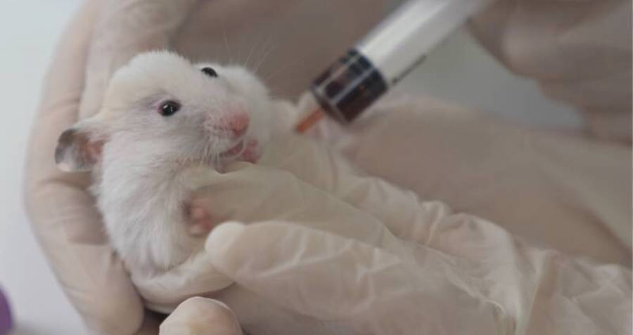 Fentanyl Vaccine Shows Promise Ahead Of Human Trials