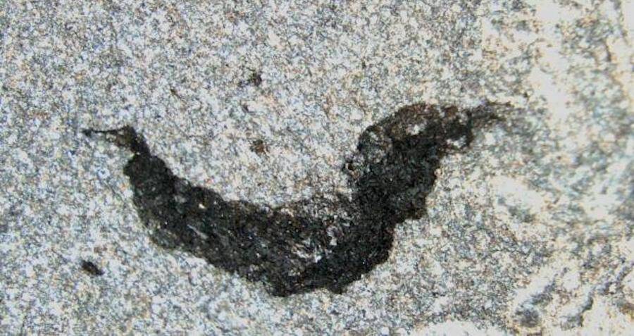 Prehistoric Marine Fossils Uncovered In Welsh Sheep Field