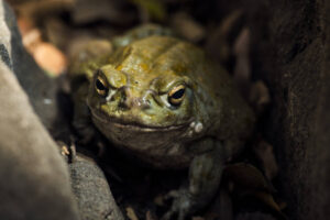 National Park Service Asks Visitors To Please Stop Licking Toads