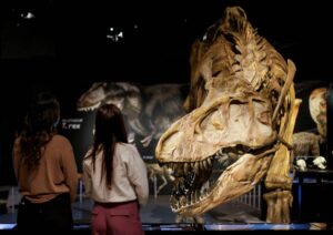 The T. Rex May Have Been 70 Percent Larger Than Believed