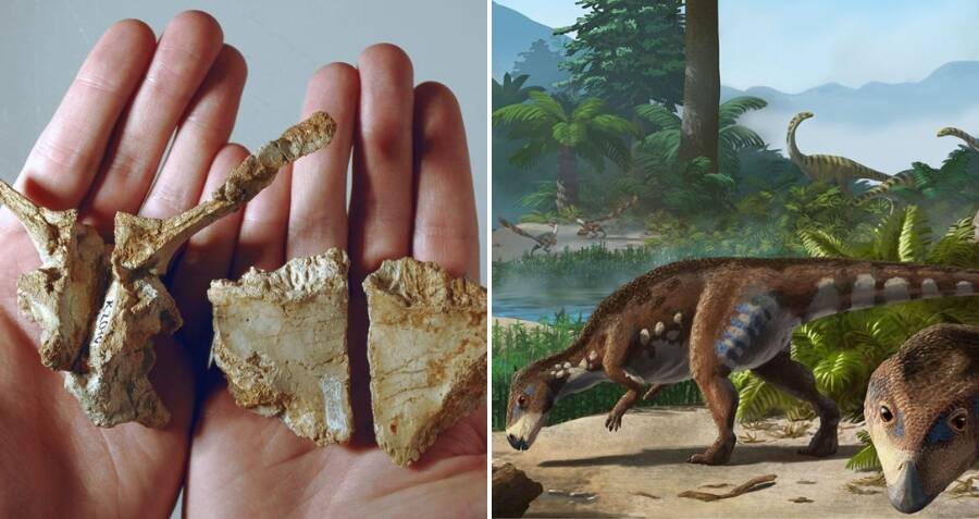 Researchers Unearth 'Dwarf Dinosaur' Species In Transylvania