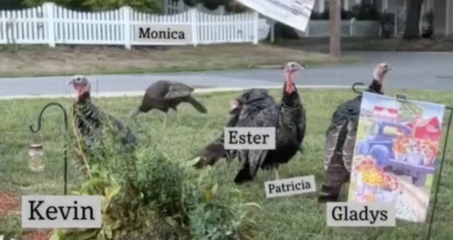 A Troop Of Turkeys Has Been Terrorizing A Massachusetts Town