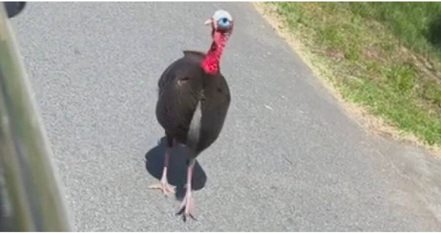 A Troop Of Turkeys Has Been Terrorizing A Massachusetts Town