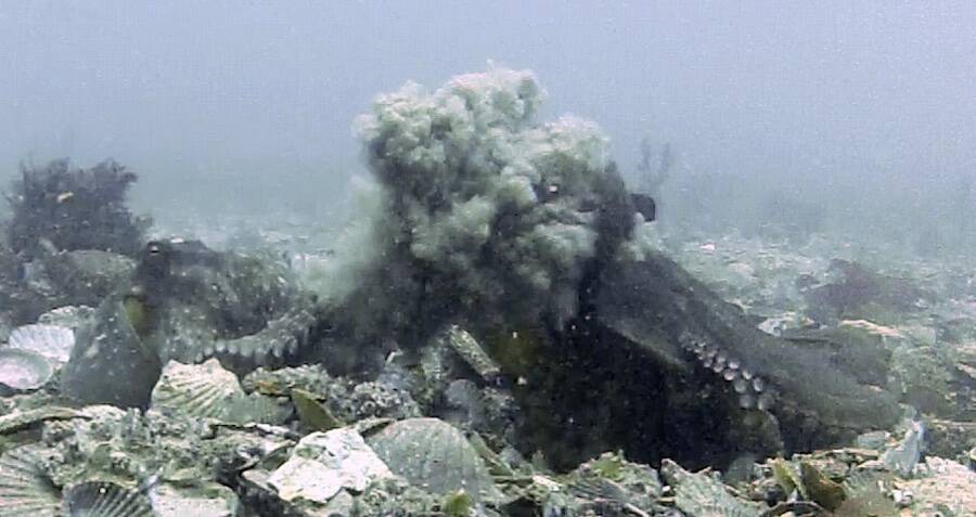 Surprising Video Catches Octopuses Throwing Objects