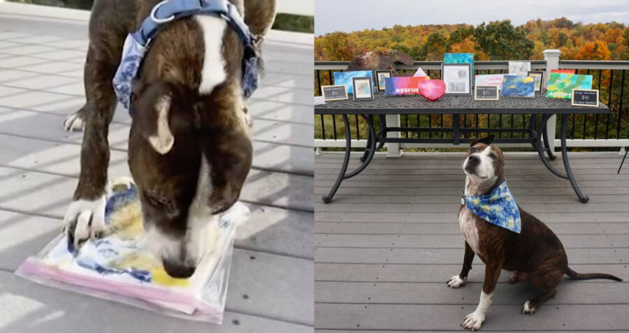 Meet 'Van Gogh,' The One-Eared Dog Who Paints With His Tongue