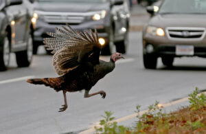 A Troop Of Turkeys Has Been Terrorizing A Massachusetts Town