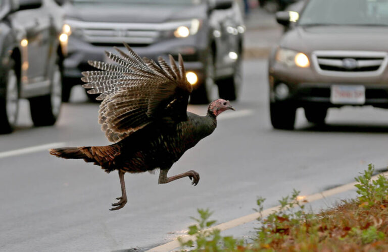 A Troop Of Turkeys Has Been Terrorizing A Massachusetts Town