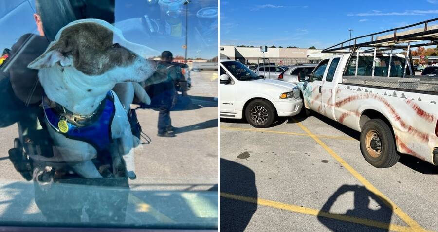 Texas Police Apprehend Dog For 'Reckless' Driving After Walmart Car Crash