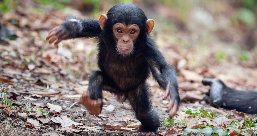 Humans May Have Started Walking On Two Legs While Living In Trees