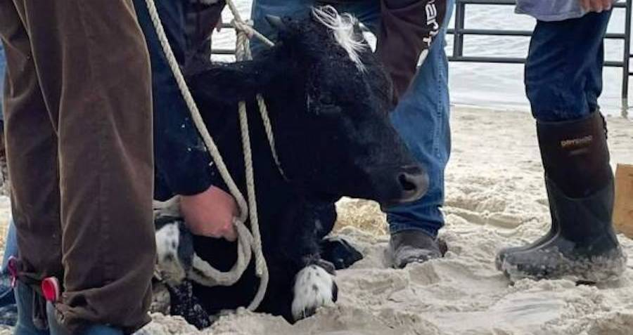 Cows Flee Live Nativity In North Carolina, Prompt 16-Hour Search