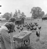 Blue Peacock: Nuclear Landmines Powered By Chickens