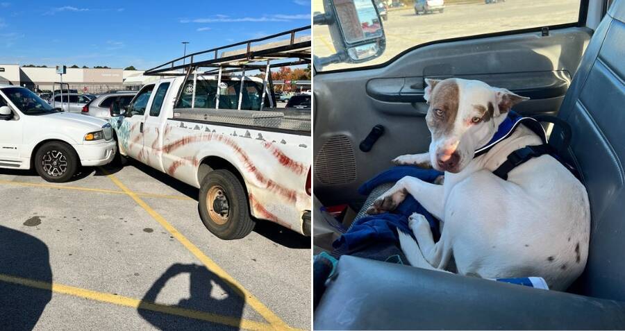 Texas Police Apprehend Dog For 'Reckless' Driving After Walmart Car Crash