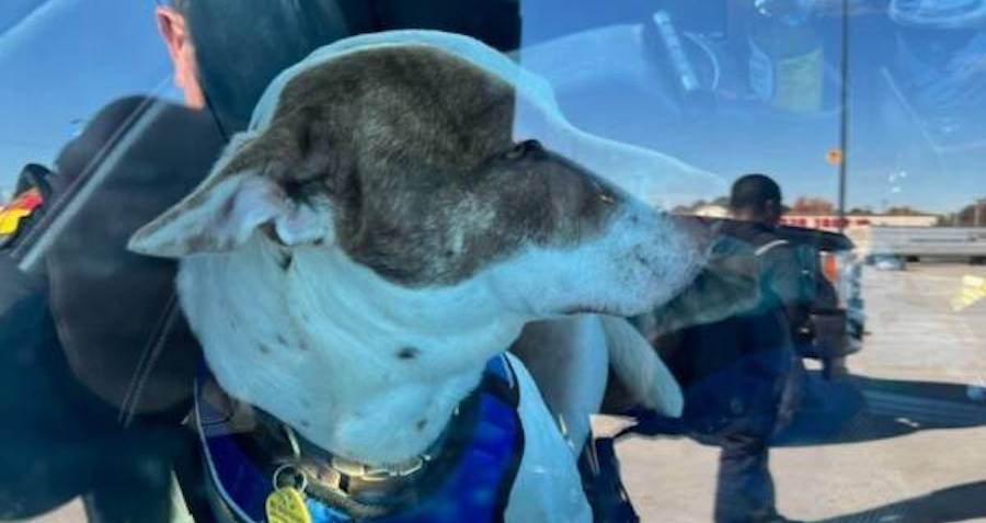 Texas Police Apprehend Dog For 'Reckless' Driving After Walmart Car Crash