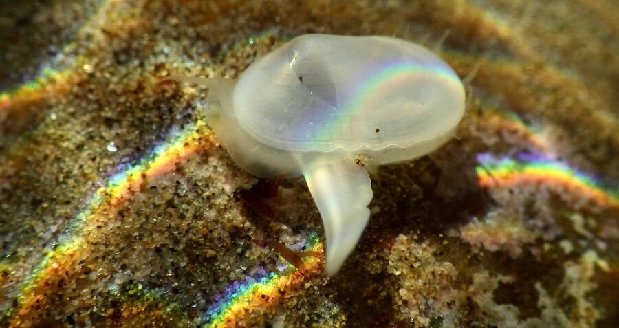 Scientists Find 'Extinct' Translucent Clam On California Beach