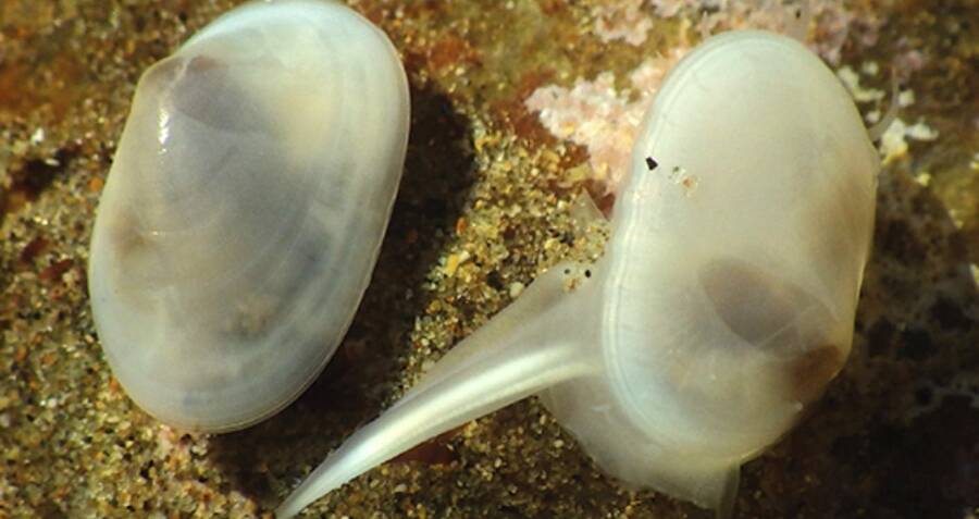 Scientists Find 'Extinct' Translucent Clam On California Beach