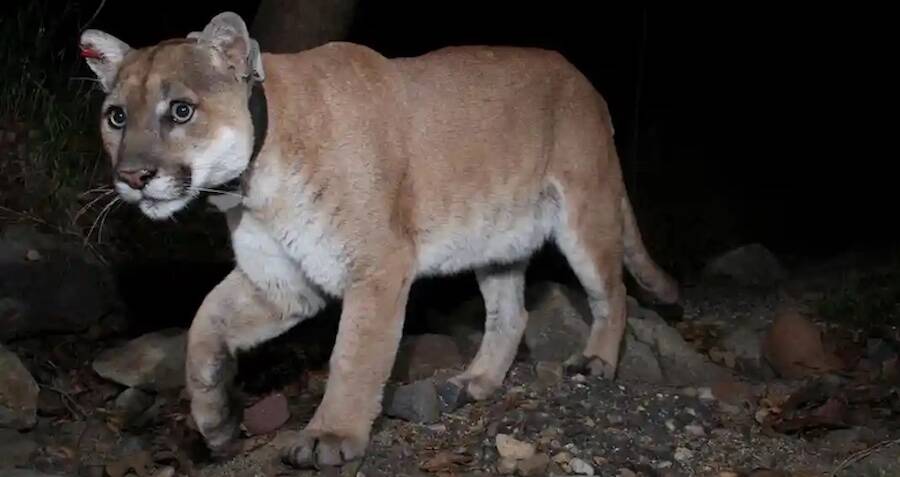 L.A.'s Famous Mountain Lion P-22 Euthanized After Vehicle Strike